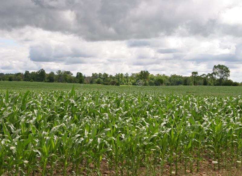 Corn field stock photo. Image of green, grey, land, corn - 1000862