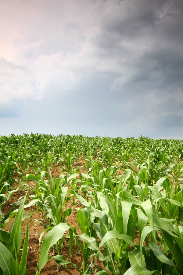 Corn field stock image. Image of farm, mountain, horizon - 10026647