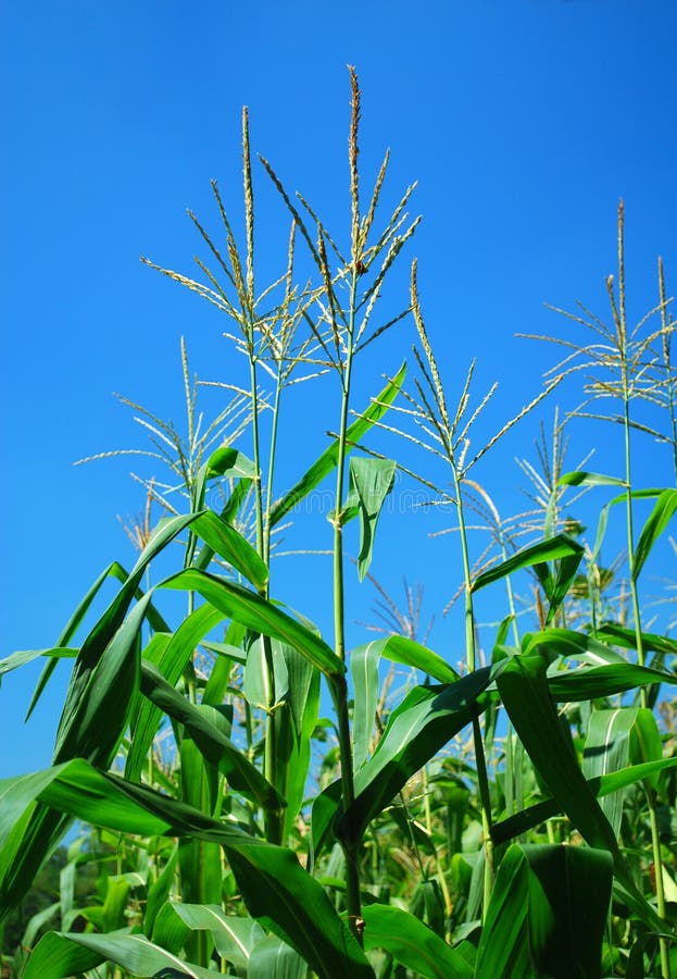 Corn Field stock photo. Image of leaf, field, corn, healthy - 10379878