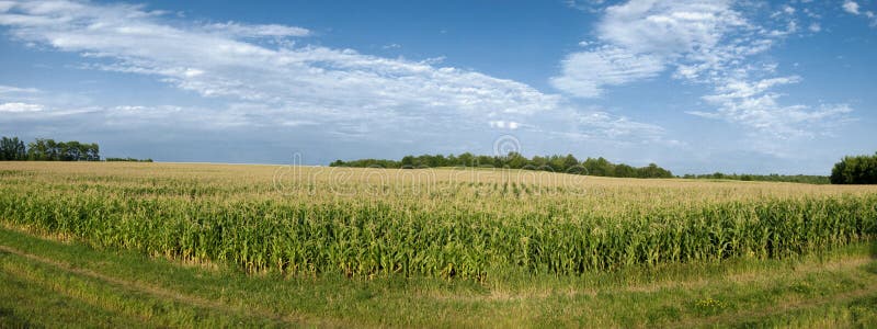 Farm Corn Field Panoramic Panorama Cornfield Stock Photo - Image of ...