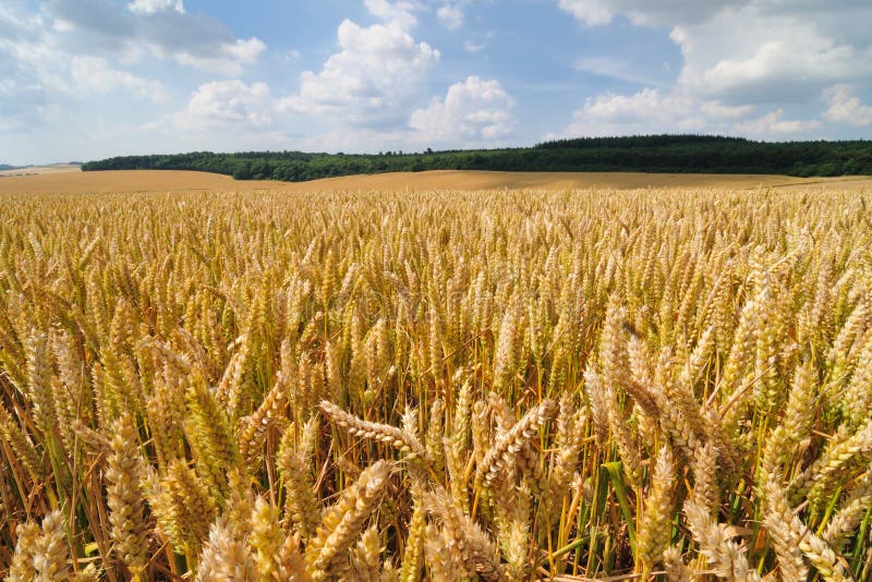Bee stock image. Image of bumble, plant, insect, bumblebee - 10660983