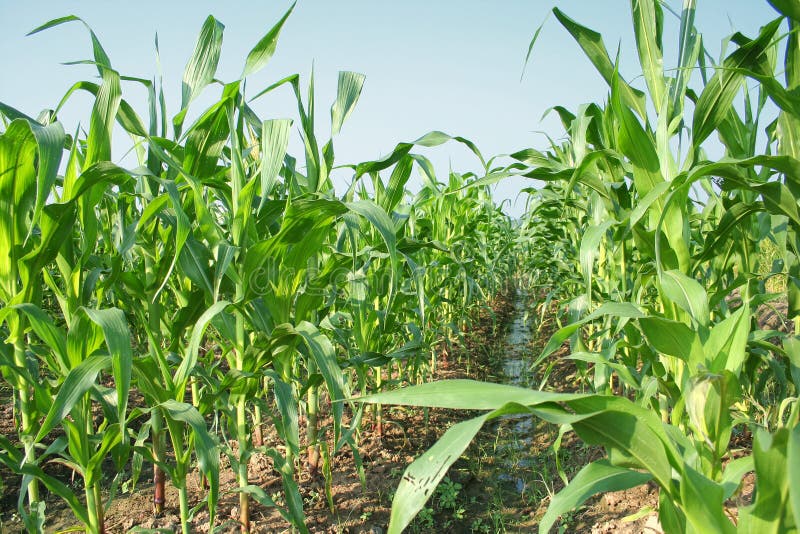 Corn Field Indian Farm Agriculture. Unripe Green Corns Plants Stock ...