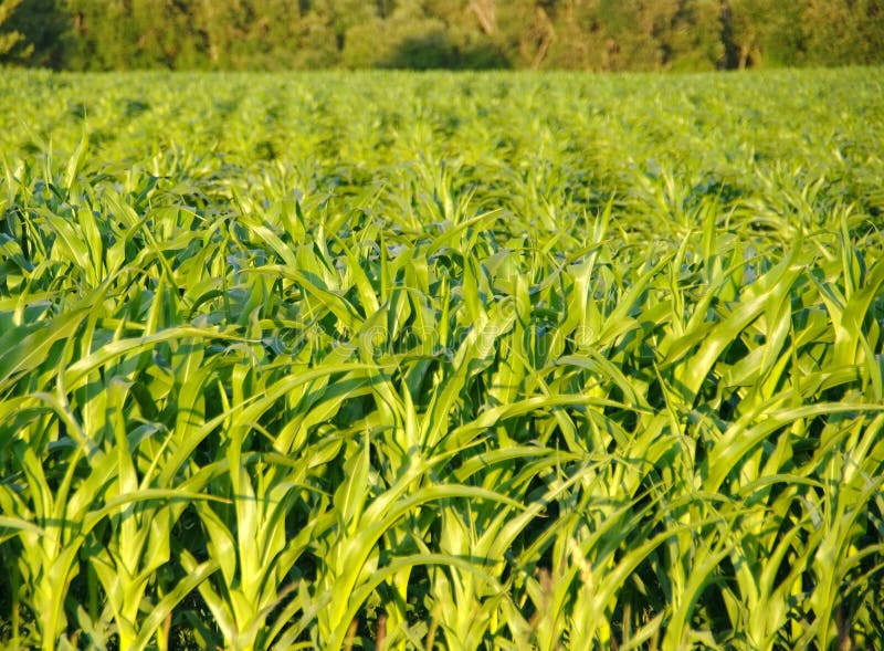 Corn Field stock photo. Image of field, plants, nature - 5937406