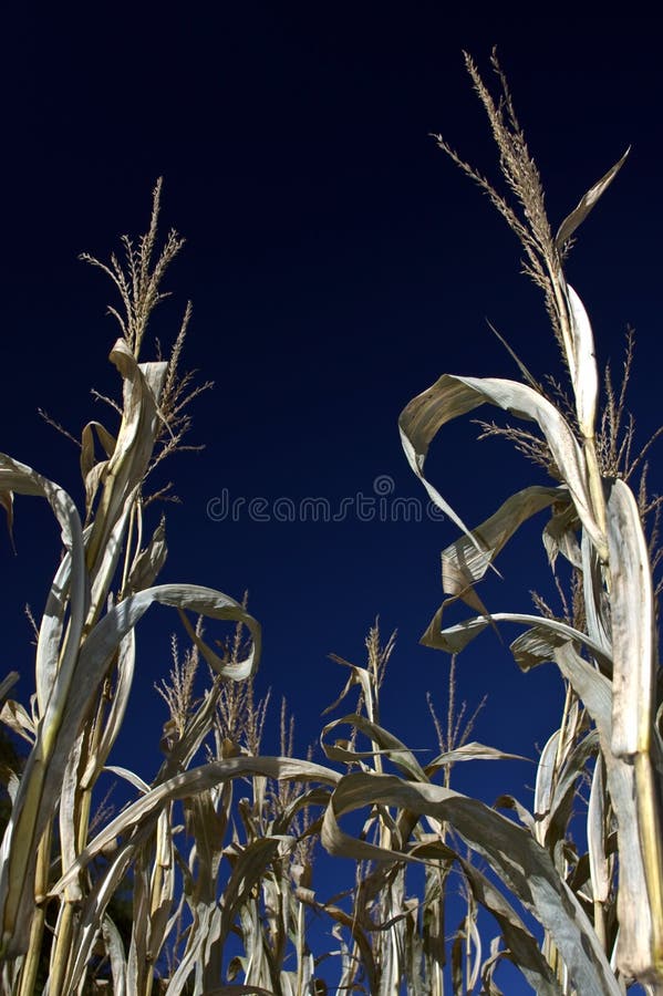 Corn Husk stock photo. Image of nature, delicate, closeup - 21910982