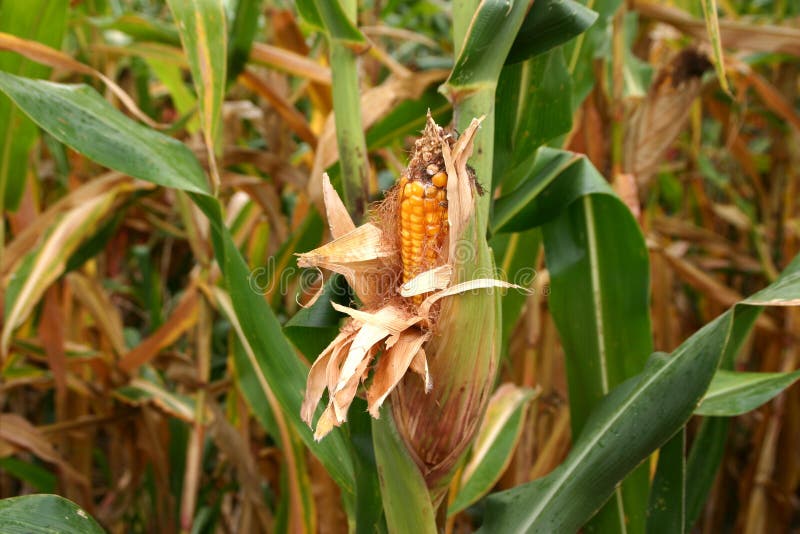 440 Rotten Corn Stock Photos - Free & Royalty-Free Stock Photos from ...