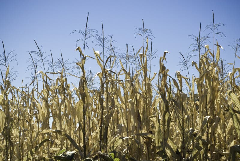 Corn Field stock photo. Image of country, harvest, autumn - 12581220