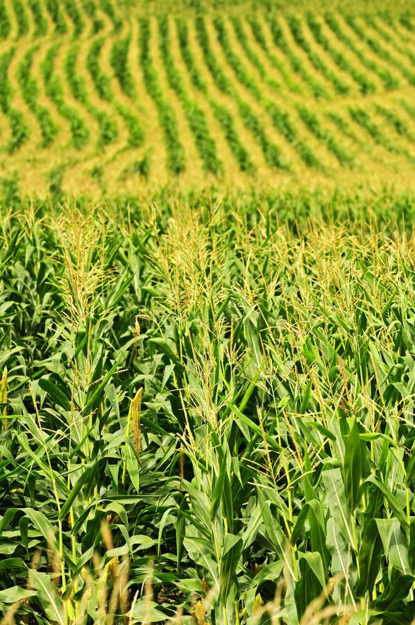 Corn field stock image. Image of farmland, landscape - 12612747