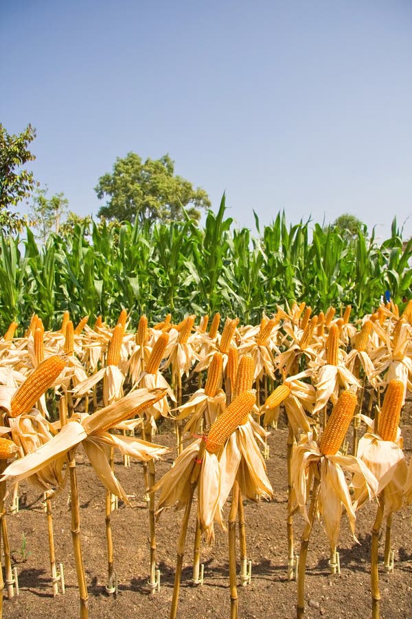 Corn field stock photo. Image of land, sugar, green, cover - 27563774
