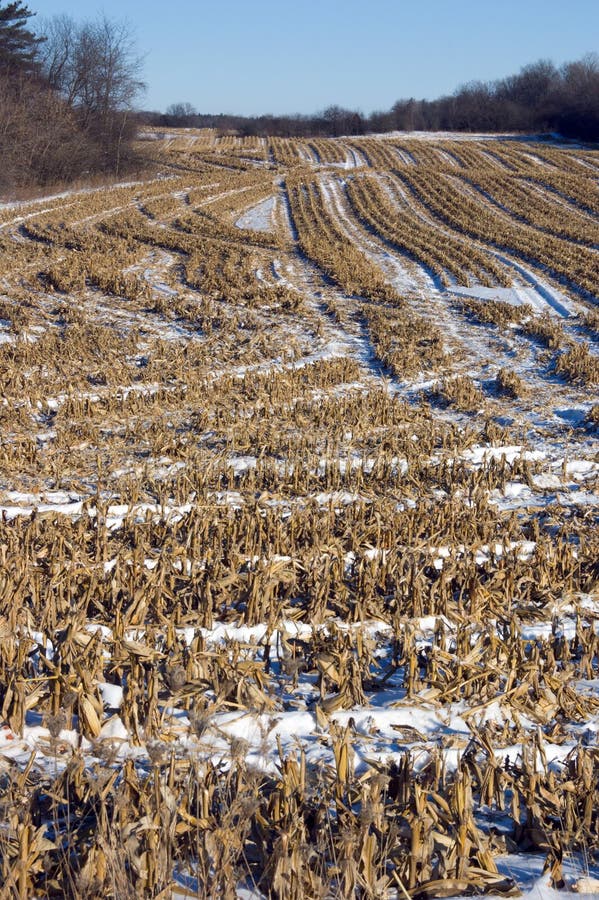 Cornfield Completely Destroyed during Flood Stock Photo - Image of ...