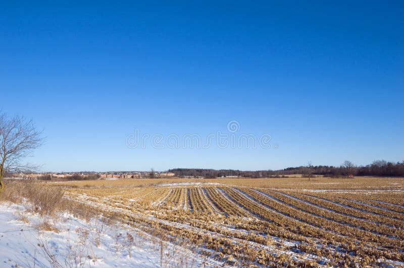 Corn field stock photo. Image of snow, large, january - 13095664
