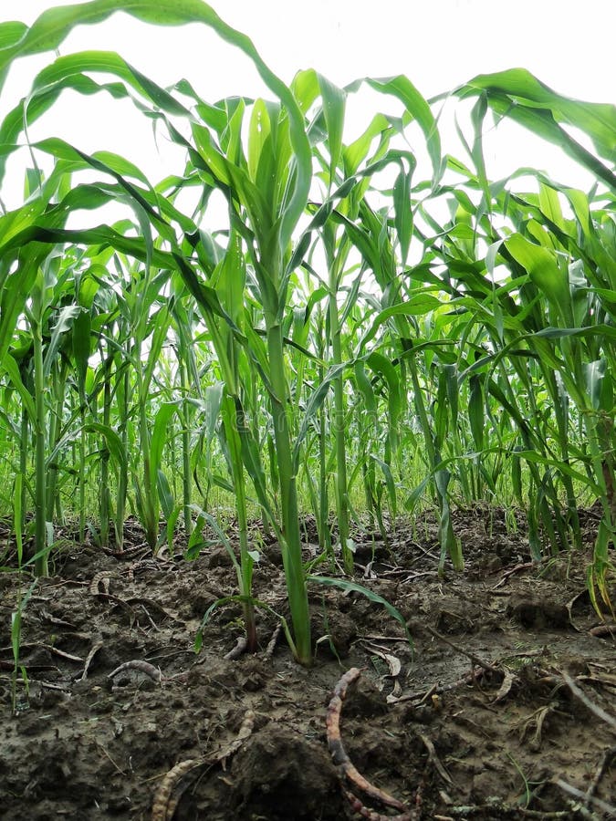 Corn field stock photo. Image of crop, rural, produce - 13136296