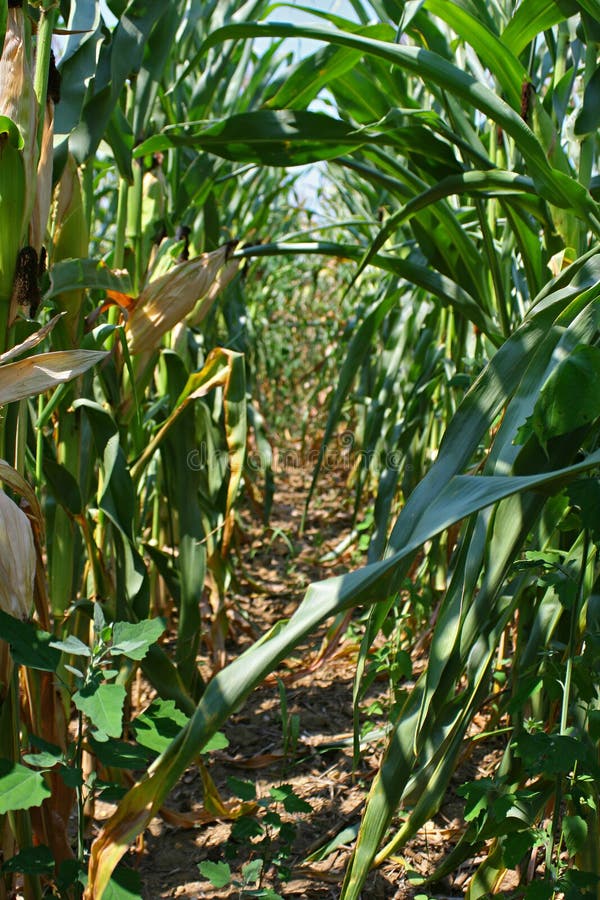 Corn field stock image. Image of plants, corn, green - 13517605