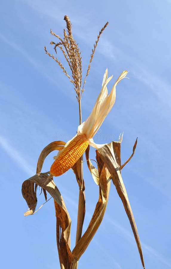 Corn stock image. Image of popcorn, peel, outdoors, field - 16924747