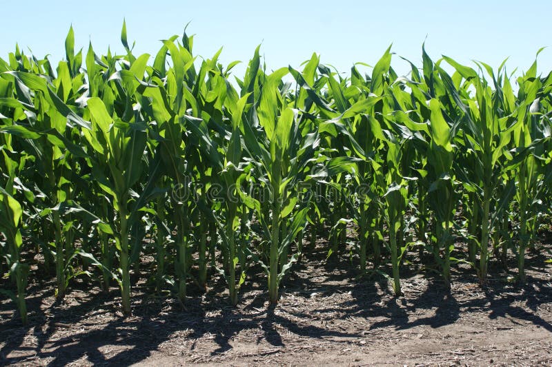 Corn field stock photo. Image of field, farm, nature - 14277616
