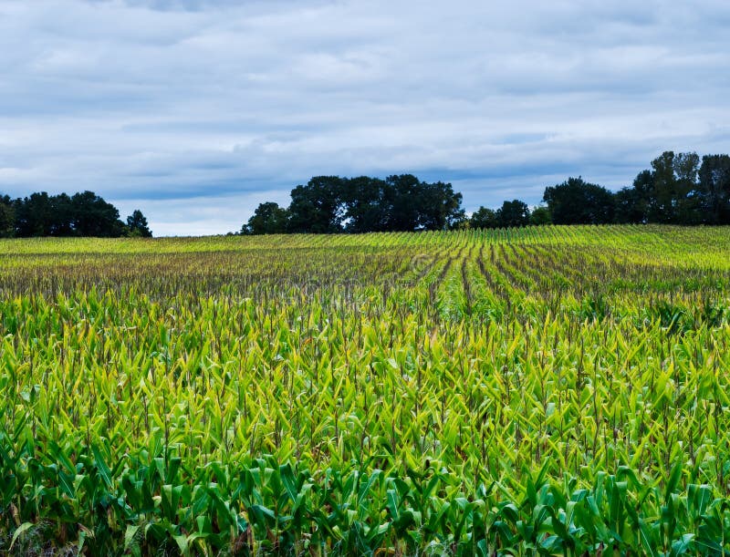 Corn field stock photo. Image of harvesting, rural, green - 14309568