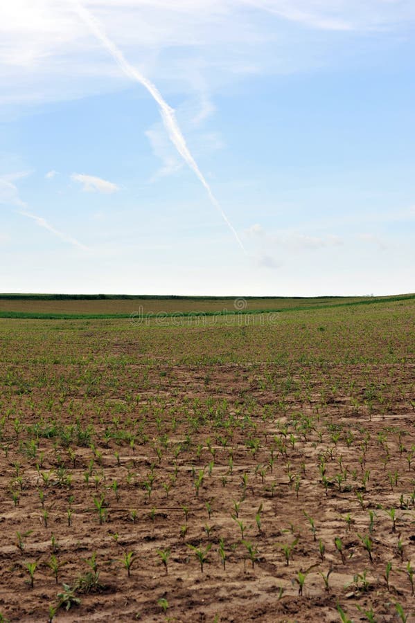 Corn Field stock image. Image of tilt, cyan, field, cloud - 14454681