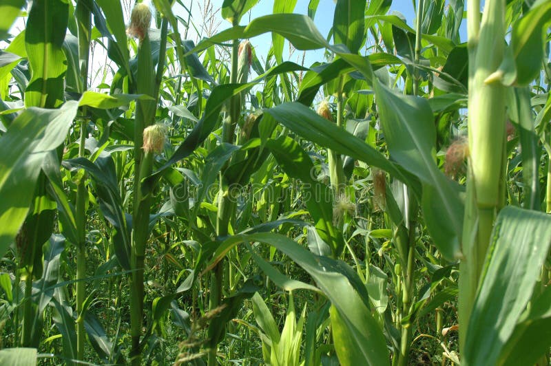 Inside a Corn Field Maze with a Cloudy Sky Stock Photo - Image of farm ...