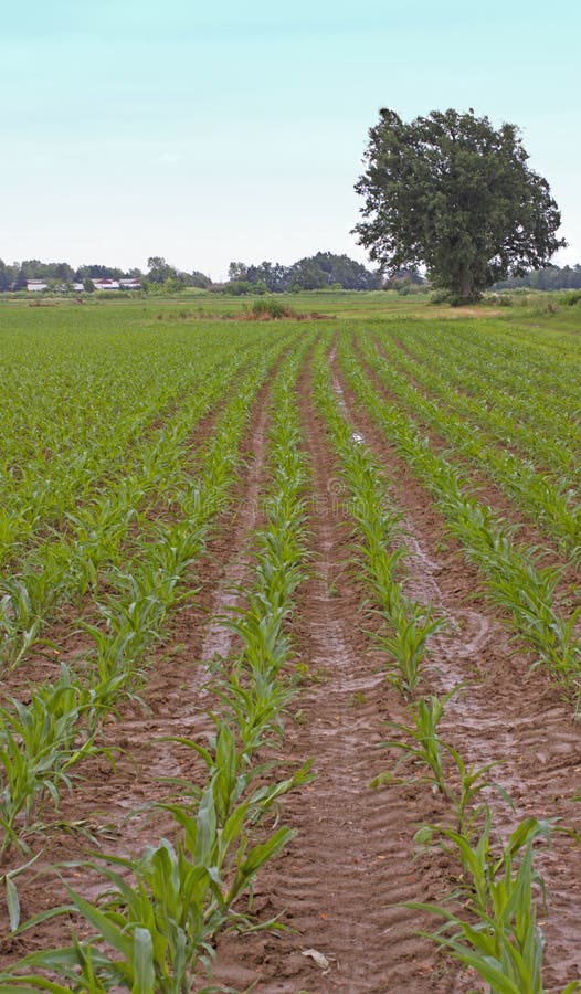 Corn field stock photo. Image of country, corn, food - 14927004