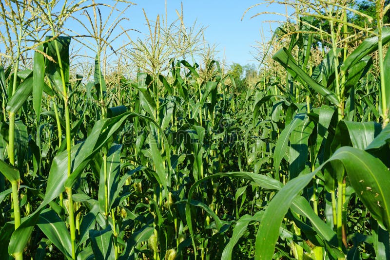 Beautiful Green Maize Field Corn,corn Farm Stock Photo - Image of ...
