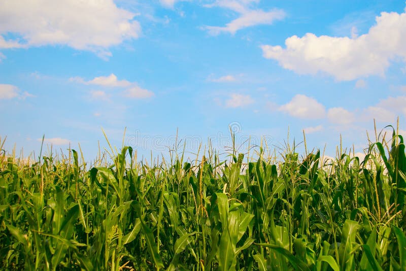 Corn Crop Field Cornfield Plantation Stock Photo - Image of brazil ...
