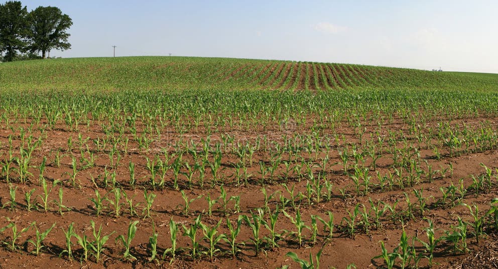 Corn field stock photo. Image of green, mays, rows, agricultural - 15878190