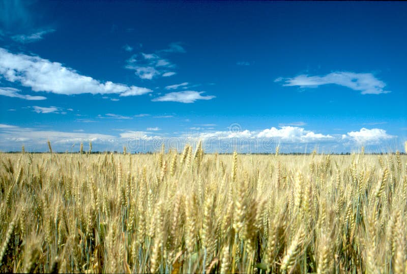 Corn field stock image. Image of meal, agriculture, land - 1601147