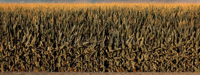Corn Field stock image. Image of california, green, corn - 17381751