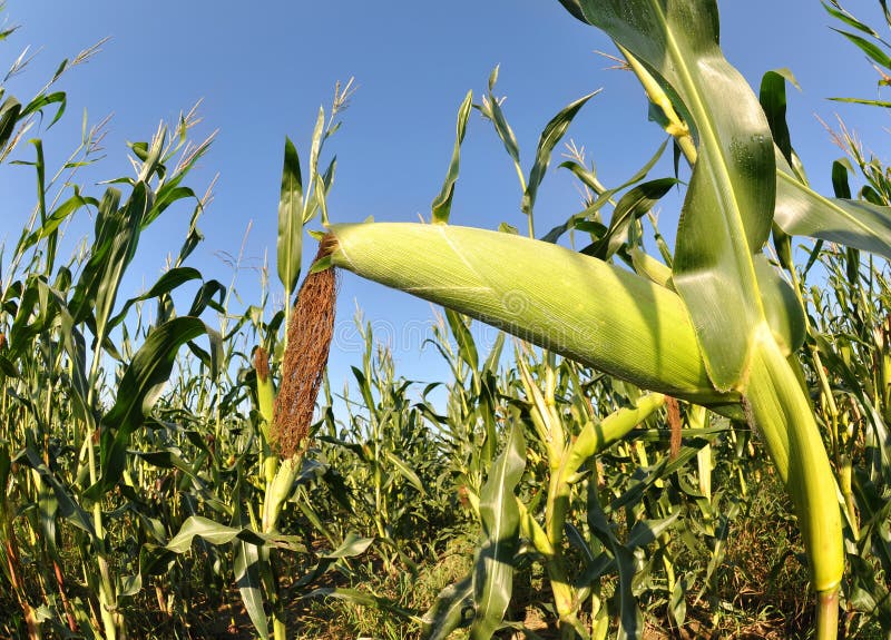 Corn field stock photo. Image of field, alcohol, corn - 17416192
