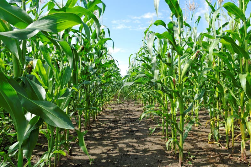 Corn on the field. stock image. Image of field, rural - 17936529