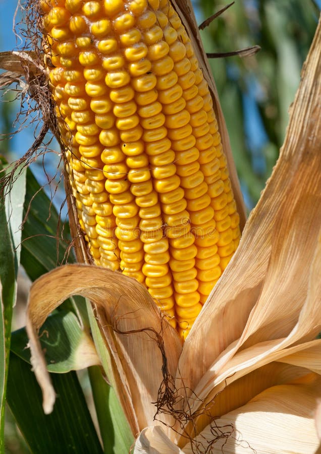 Corn field stock photo. Image of grain, cultivated, farmland - 19004104