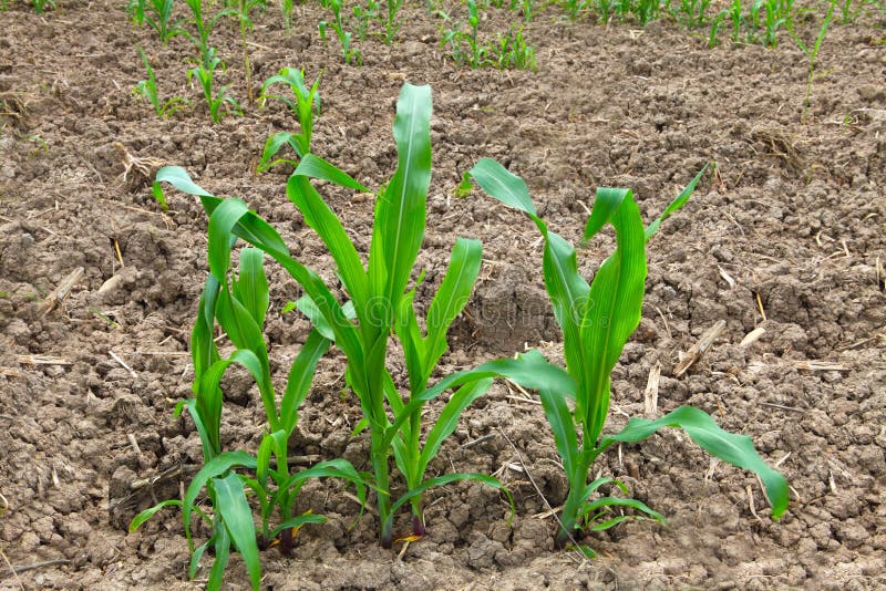 Corn field stock image. Image of field, dense, farming - 19890745