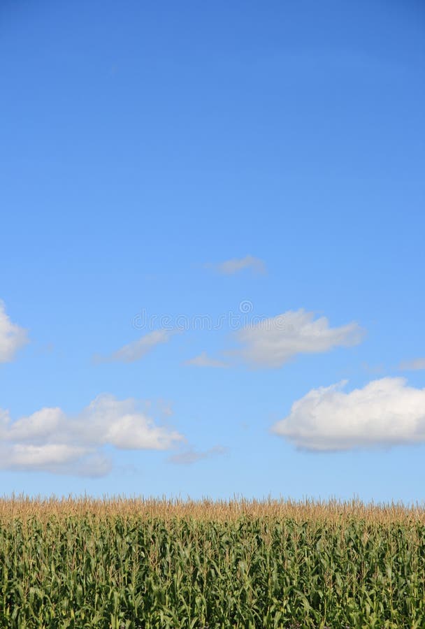 Corn Field 2 stock image. Image of farming, background - 3063915