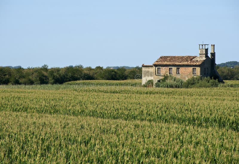 Corn field stock image. Image of landscape, rural, agriculture - 20119887
