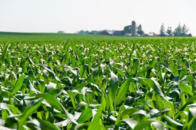 Corn Field stock image. Image of copy, earth, lawn, gold - 20238267