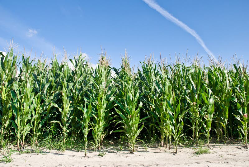Edge of corn field stock photo. Image of corn, young, green - 184492