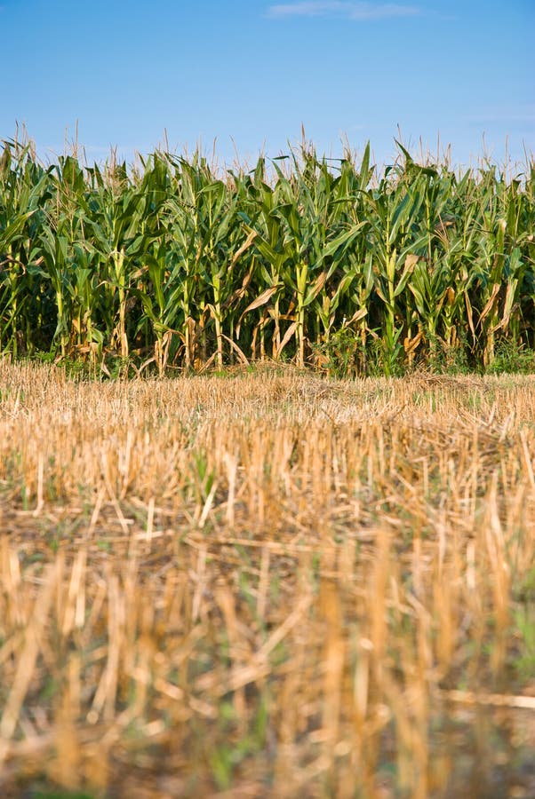 Cornfield stock photo. Image of summer, food, blue, wheat - 6206474