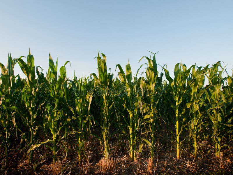 Corn field stock photo. Image of field, food, colorado - 288618300