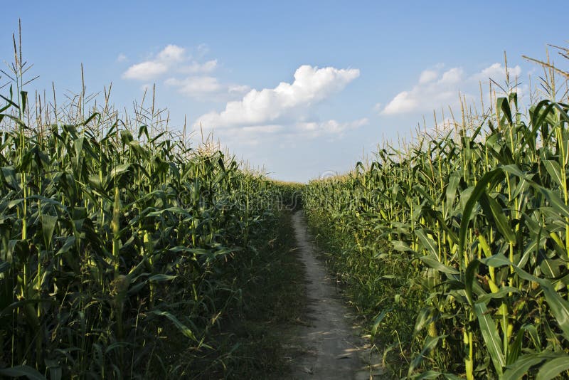 Corn field stock photo. Image of corn, natural, flora - 21087928