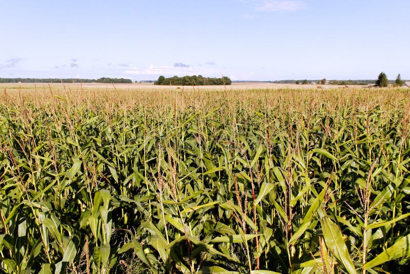 Corn field. stock image. Image of leaf, cloudscape, nature - 21115737
