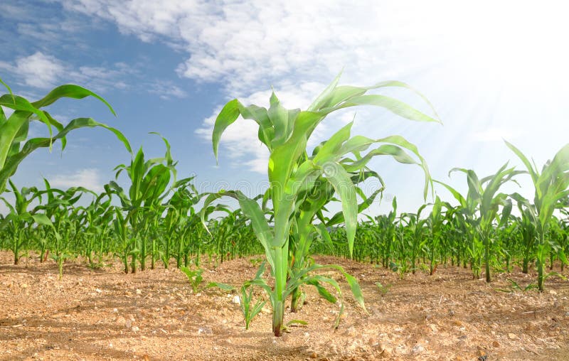 Cute cow stock image. Image of face, meadow, outdoors, head - 284711