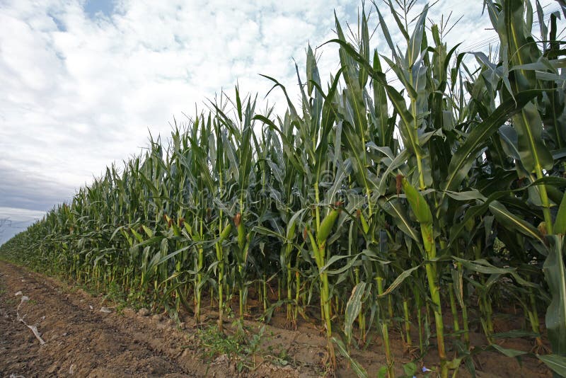 Corn Field stock image. Image of food, outdoor, popcorn - 224852187