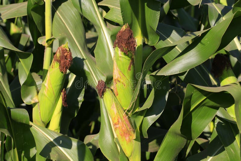 Corn field in the farm stock image. Image of popcorn - 224863217