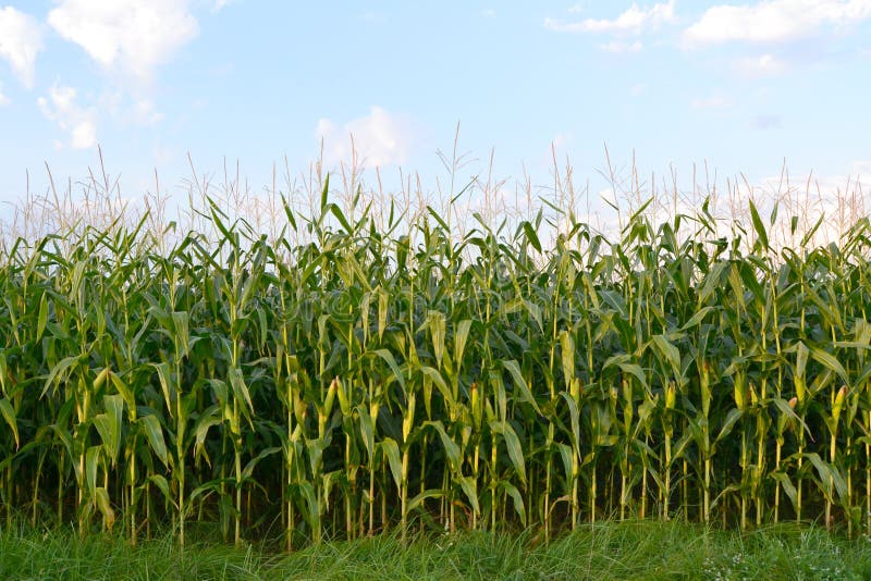 Corn field stock image. Image of ground, agriculture - 22670593