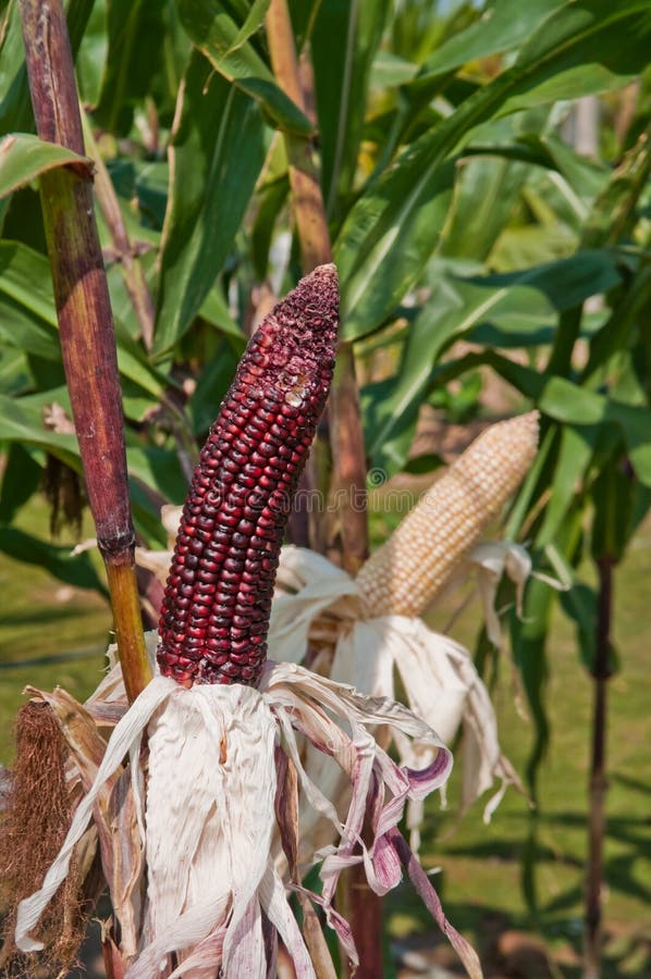 Corn field. stock photo. Image of healthy, agro, food - 23022308