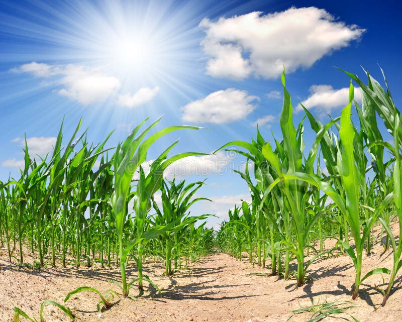 Corn field detail stock photo. Image of biological, nature - 18081486