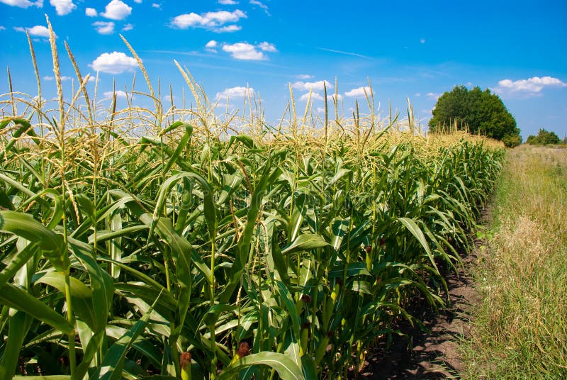 Corn field stock image. Image of rural, scene, green - 23755193