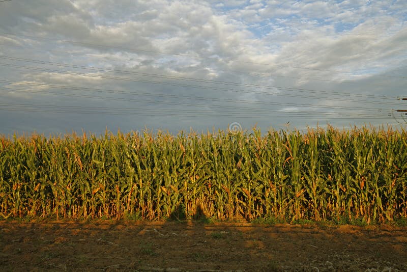 Corn Field stock image. Image of leaves, agriculture - 242989039
