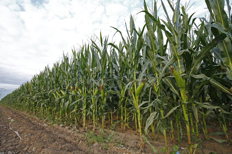 Corn Field stock image. Image of close, food, leaves - 242989059