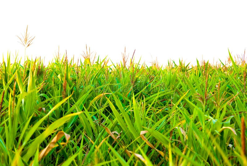 Brilliant Orange Sunrise Over a Corn Field Stock Image - Image of ...