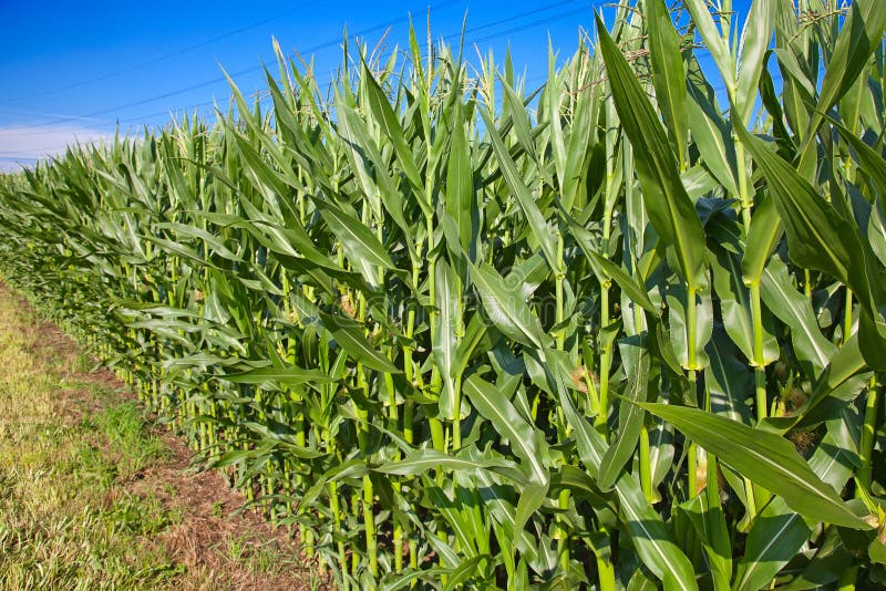 Corn field stock photo. Image of growth, landscape, fresh - 25511014